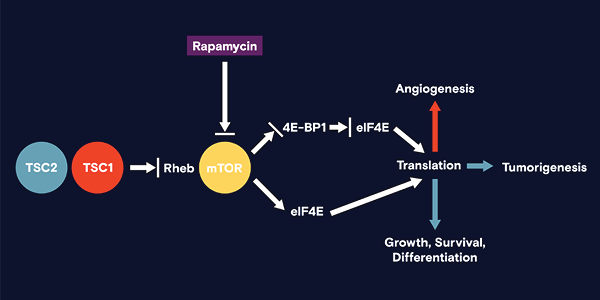 Importance of Identified TSC1 or TSC2 Genetic Alteration | myCME