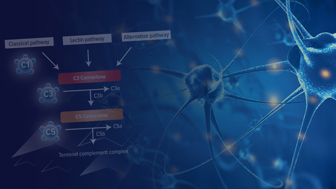 Therapeutic Targets for Myasthenia Gravis | myCME