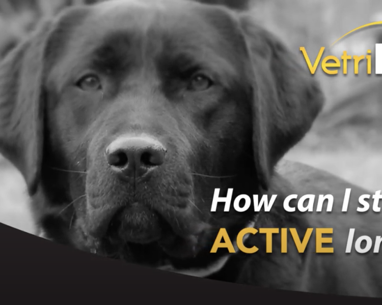 Vet-Advantage (VetFolio)