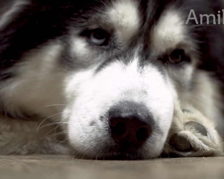 Vet-Advantage (VetFolio)