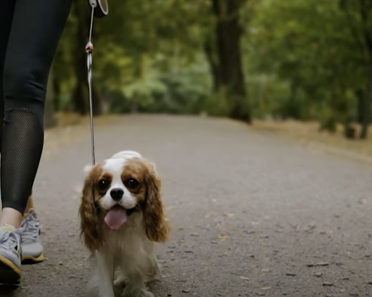 Vet-Advantage (VetFolio)