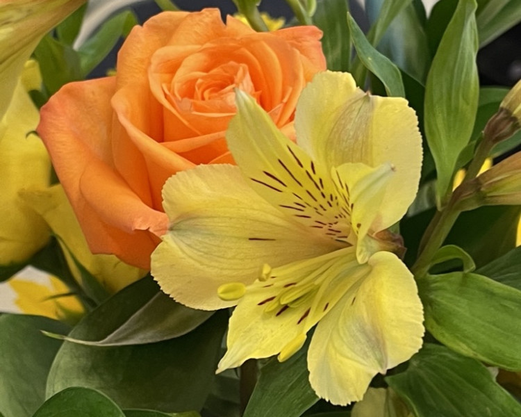 CLM Center of Excellence