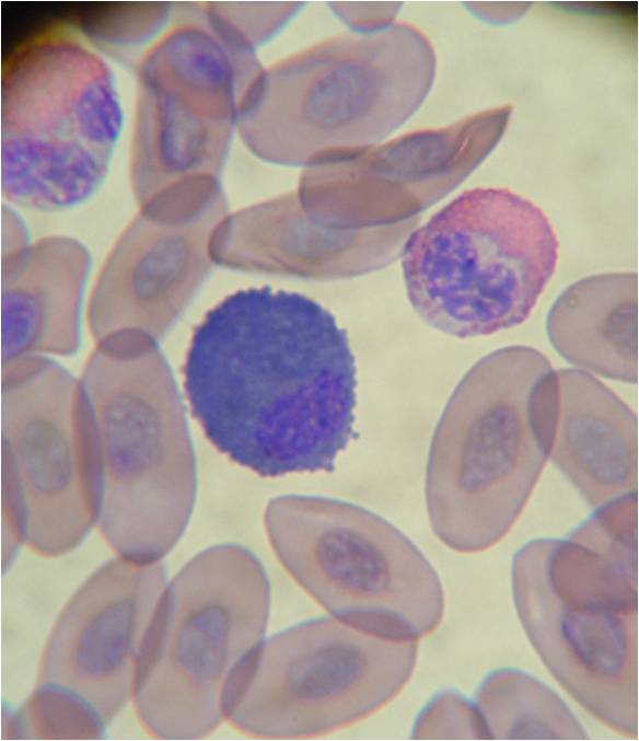 Reptilian Blood Cells