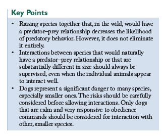 Are Dogs Prey Or Predator