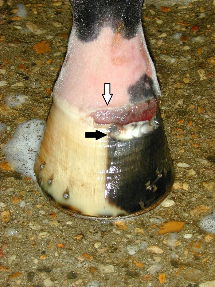 VetFolio